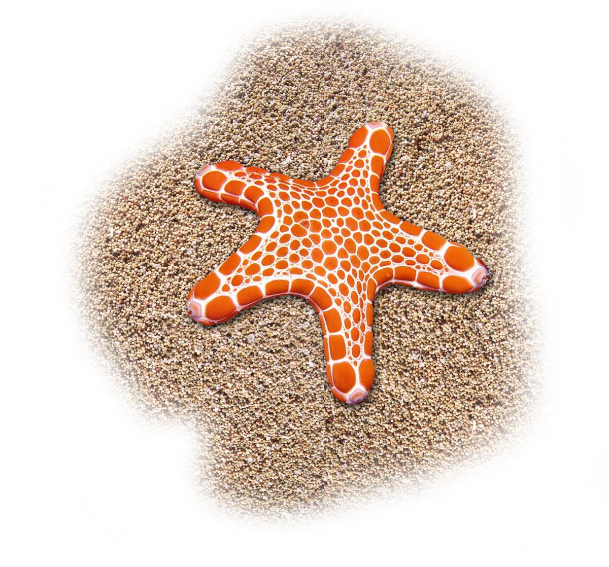 Anti-Chlor Pool-Aufkleber, Seestern, 400mm, Standard HelloPool